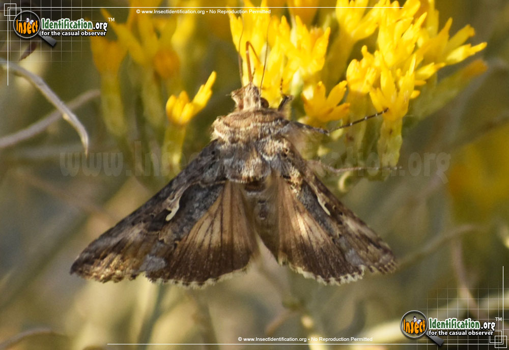 Alfalfa Looper Moth