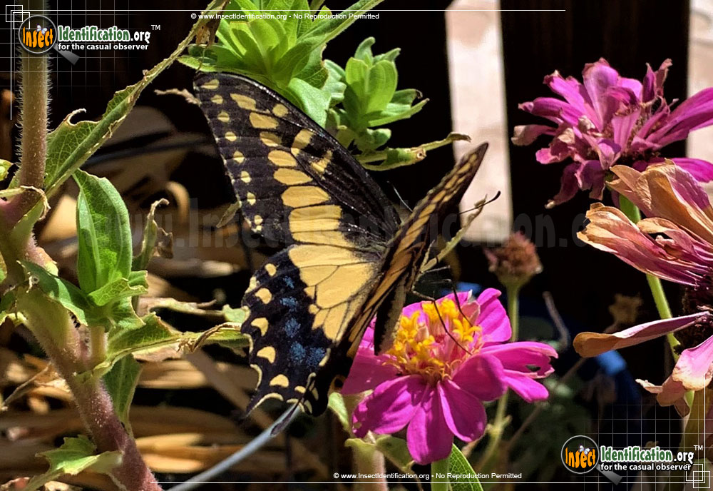 Anise Swallowtail Butterfly