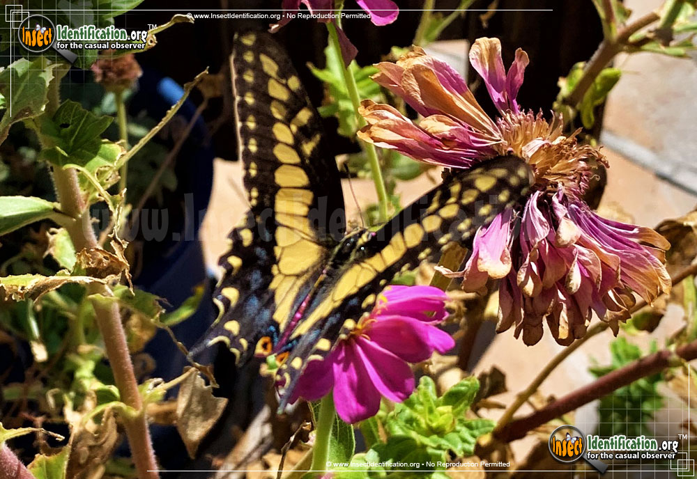 Anise Swallowtail Butterfly
