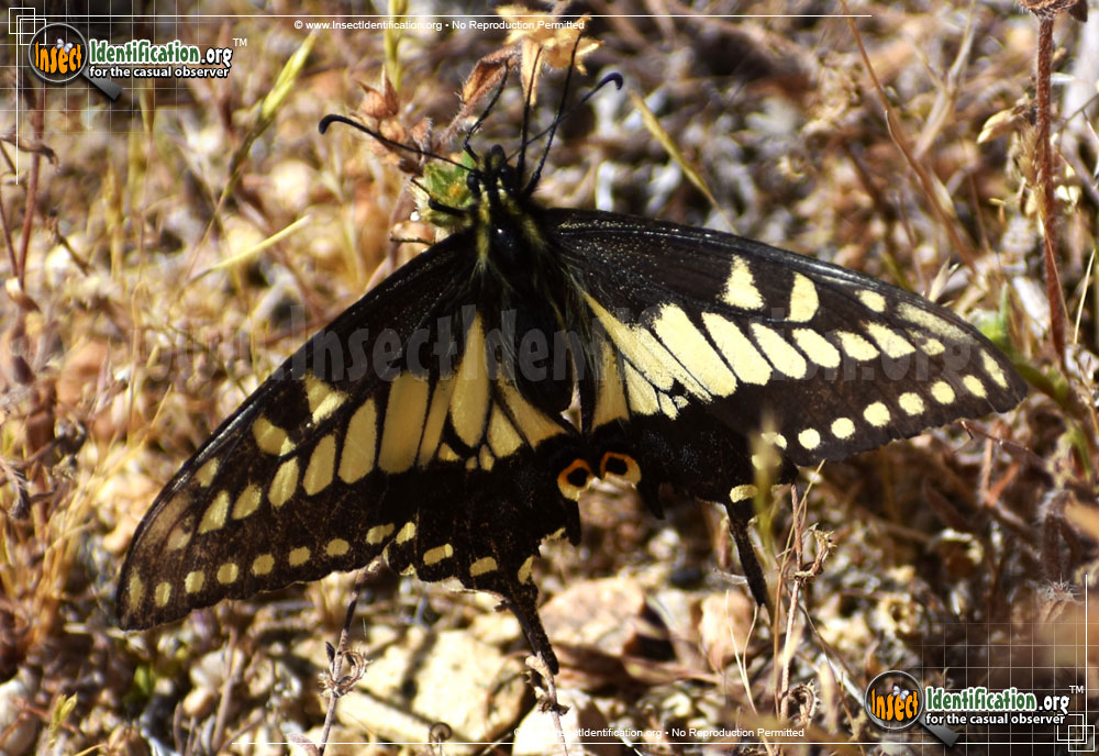 Anise Swallowtail Butterfly