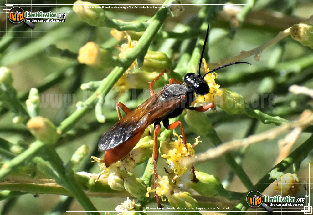 Ashmead's Digger Wasp