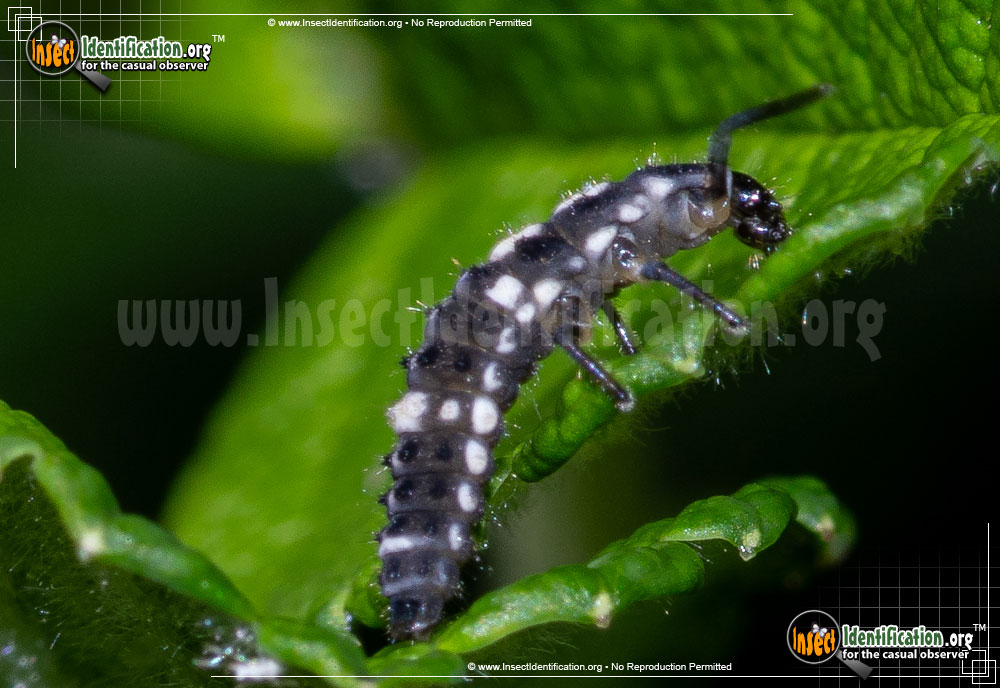 Ashy Gray Lady Beetle