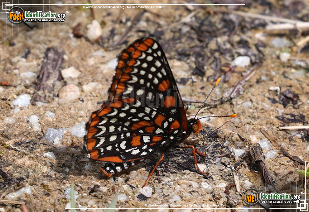 Baltimore Checkerspot