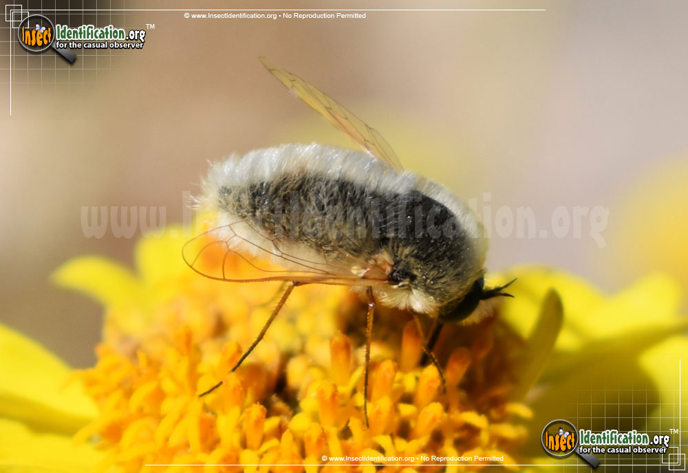 Bee Fly - Lordotus sp.