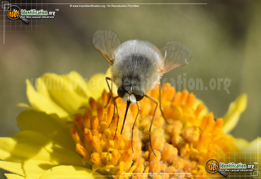 Bee Fly - Lordotus sp.