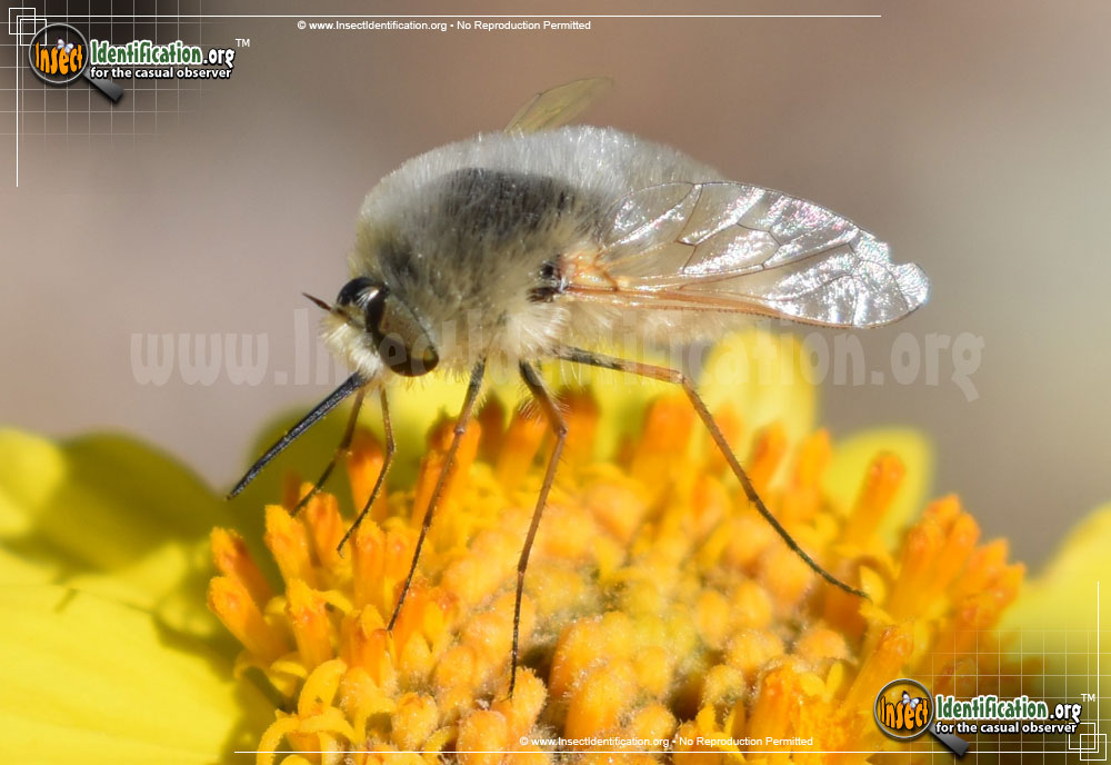 Bee Fly - Lordotus sp.