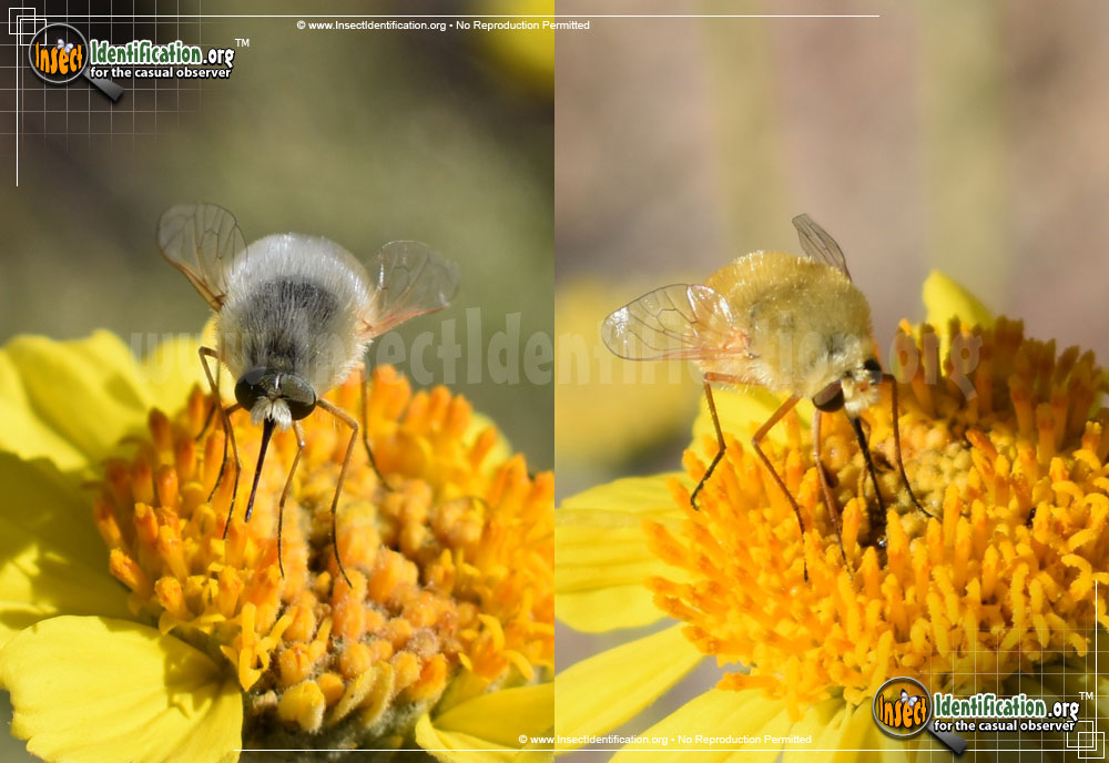 Bee Fly - Lordotus sp.