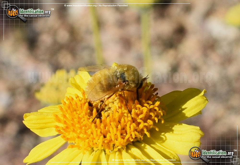 Bee Fly - Lordotus sp.