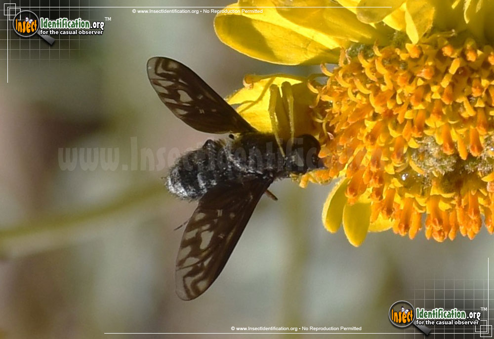 Bee Fly - Thyridanthrax sp.