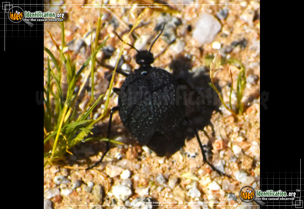 Black Bladder-bodied Meloid Beetle