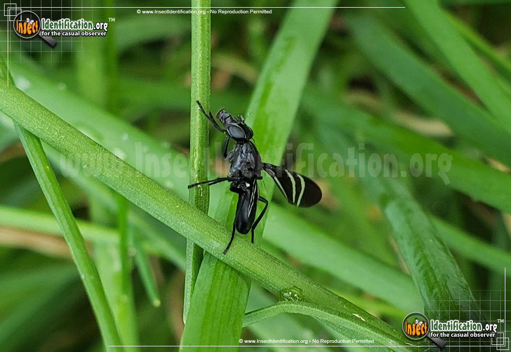 Black Onion Fly