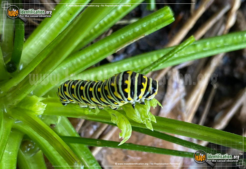 Black Swallowtail Butterfly Pupa Metamorphosis, Two Stages | Black