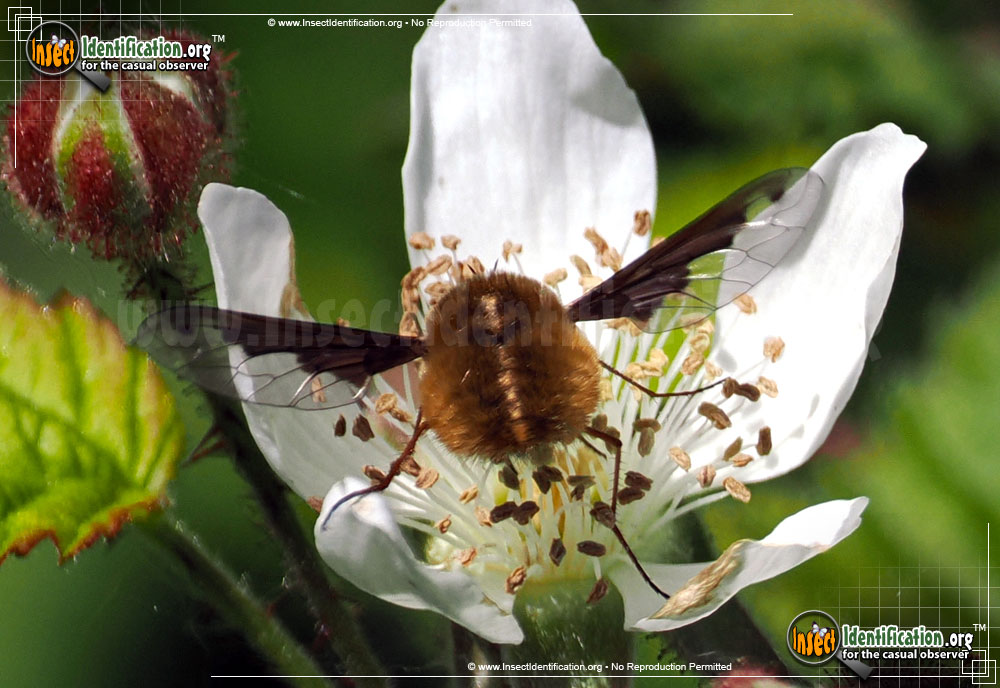 Black-tailed Bee Fly