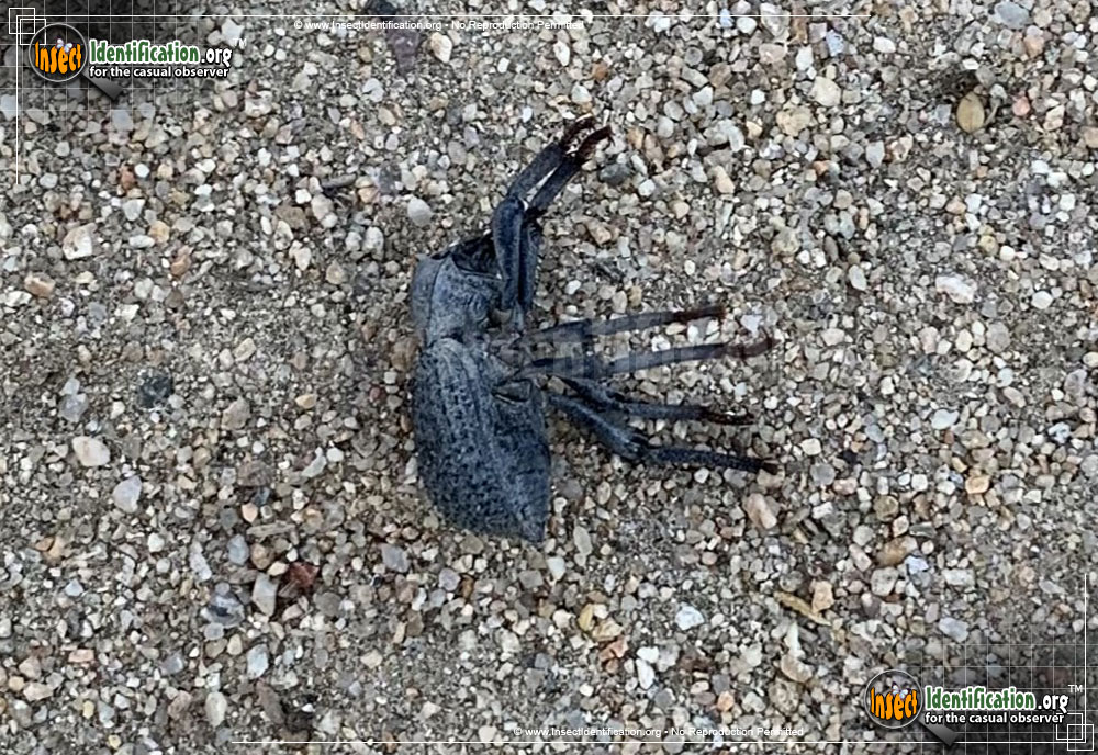 Blue Death-feigning Beetle