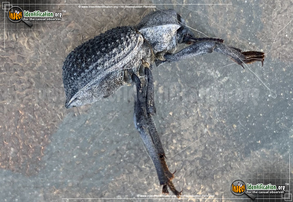 Blue Death-feigning Beetle