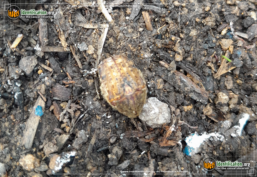 Bumble Flower Beetle