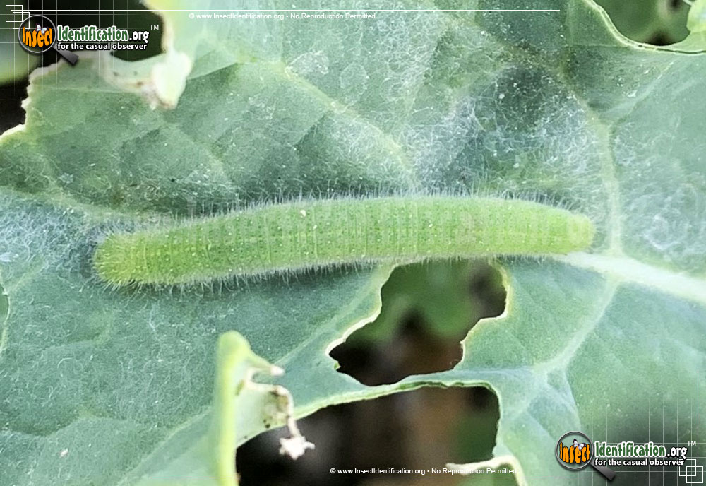 Cabbage White Butterfly
