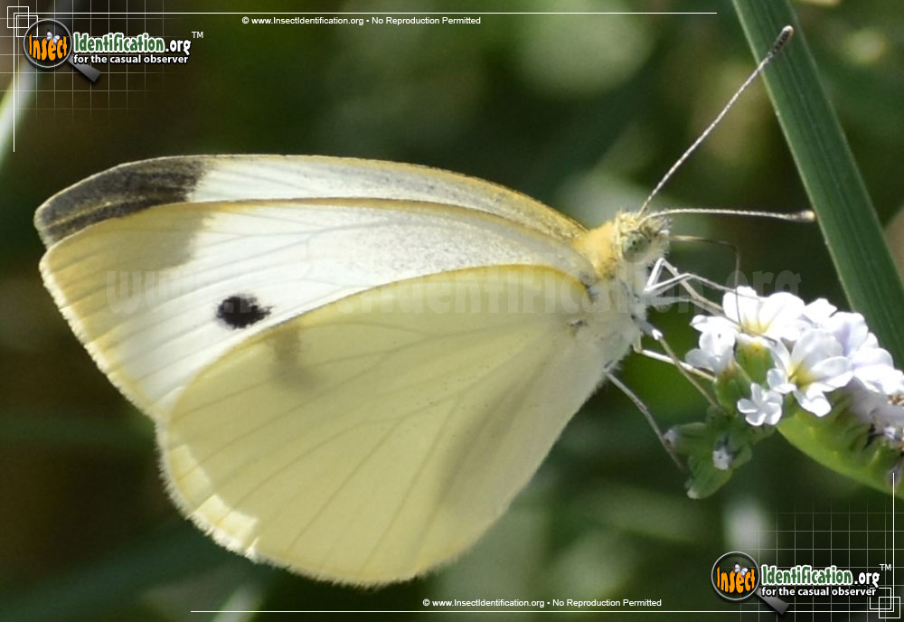 Cabbage White Butterfly