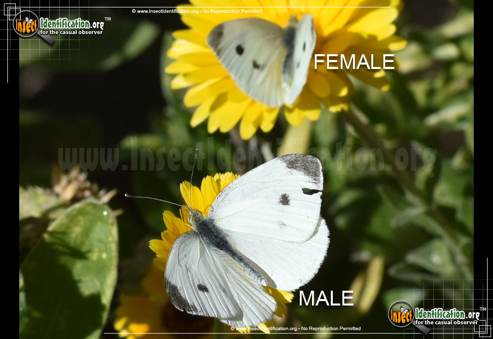 Cabbage White Butterfly