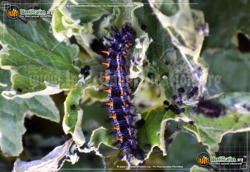 Chalcedon Checkerspot Butterfly