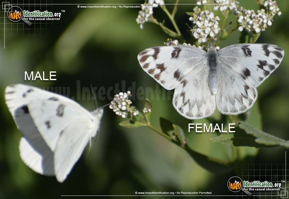 Checkered White