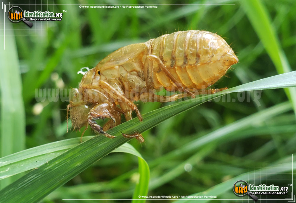 Cicada
