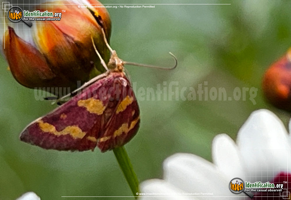 Coffee-loving Pyrausta Moth