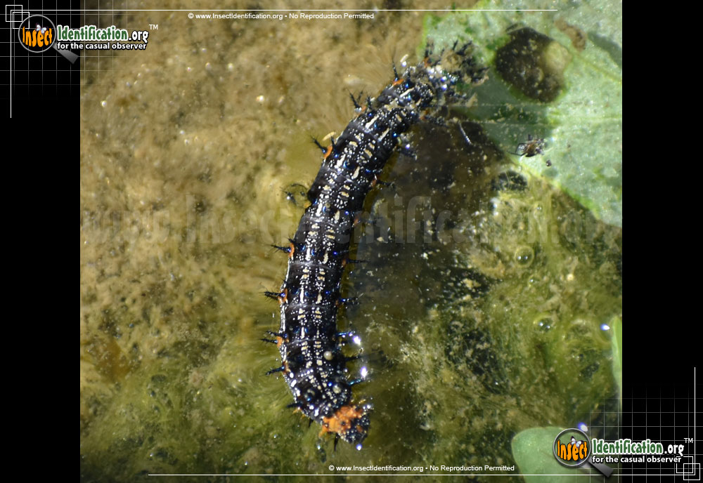 Common Buckeye Butterfly