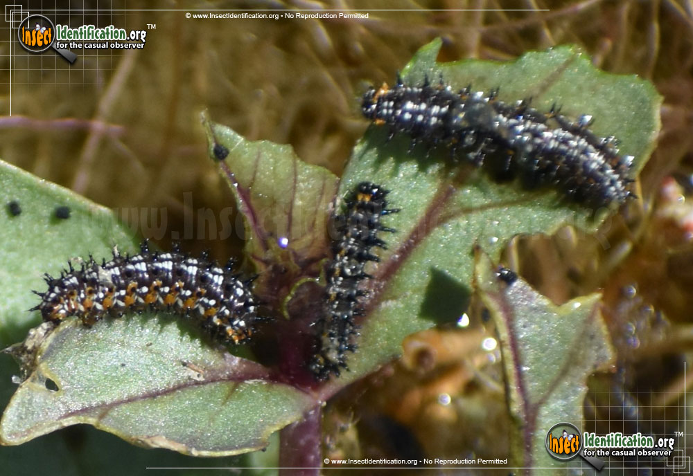 Common Buckeye Butterfly