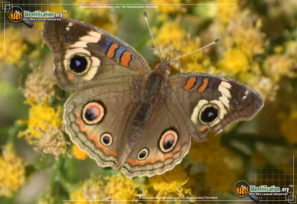 Common Buckeye Butterfly