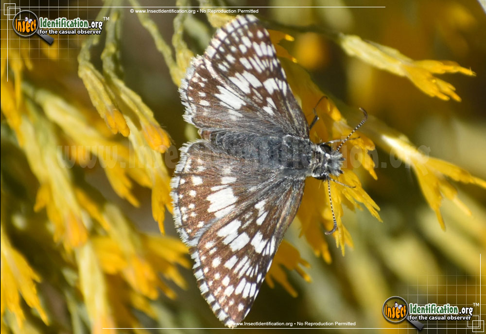 Common Checkered-Skipper