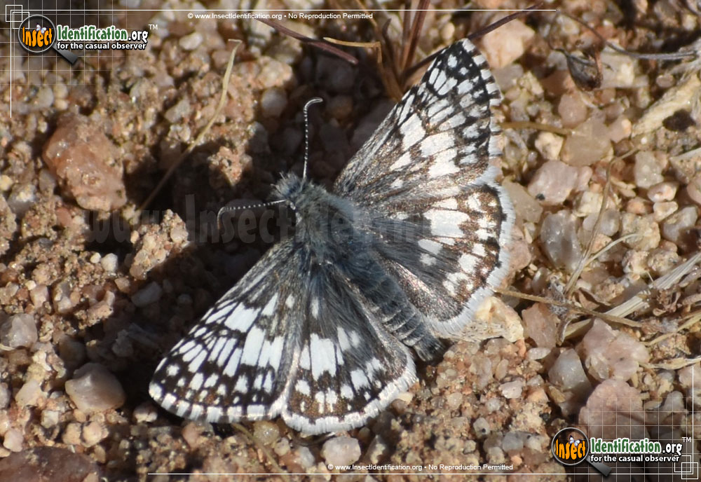 Common Checkered-Skipper