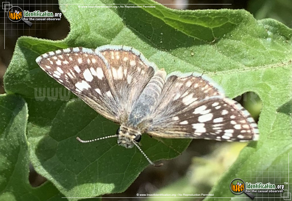 Common Checkered-Skipper