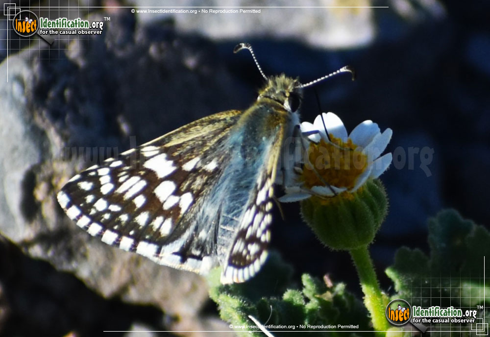 Common Checkered-Skipper