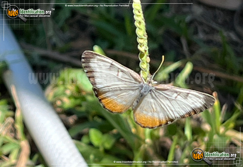 Common Mestra Butterfly