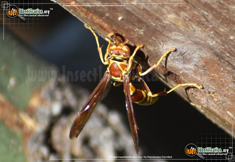 Common Paper Wasp