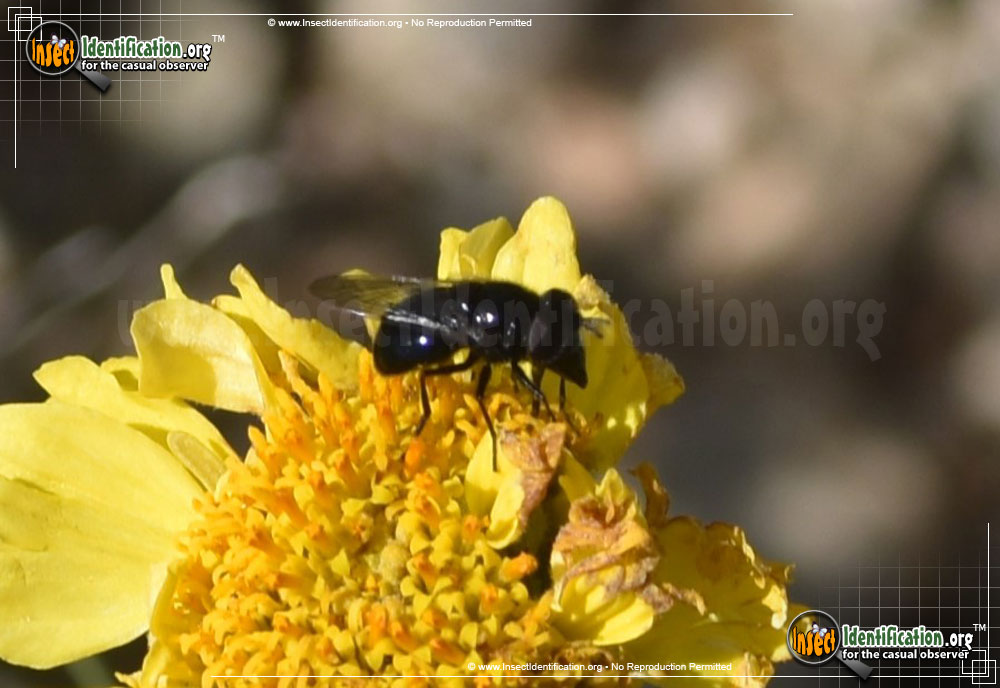 Comstock's Bromeliad Fly