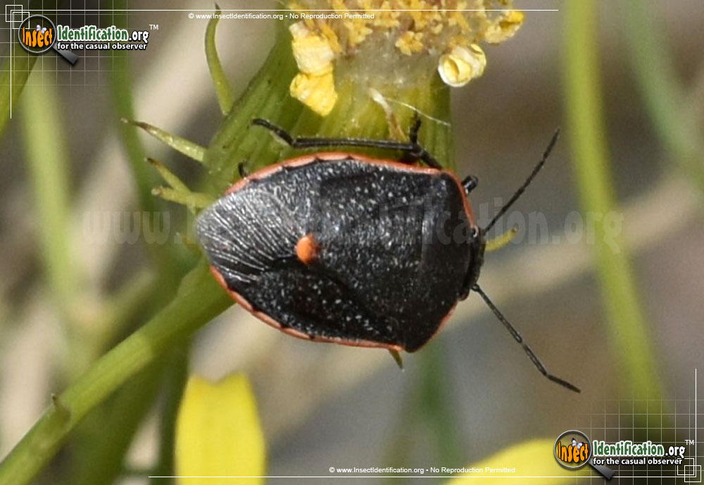 Conchuela Stink Bug