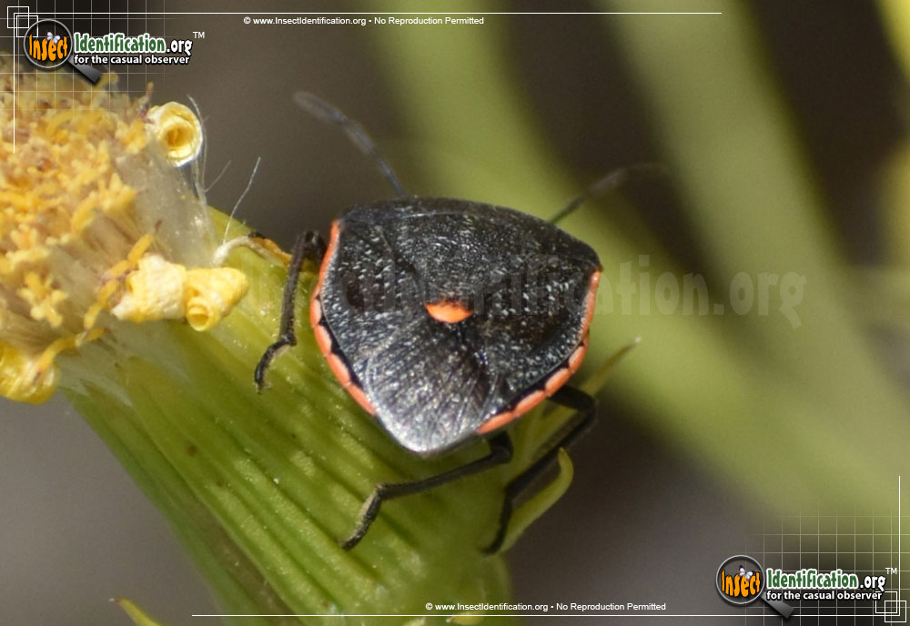 Conchuela Stink Bug