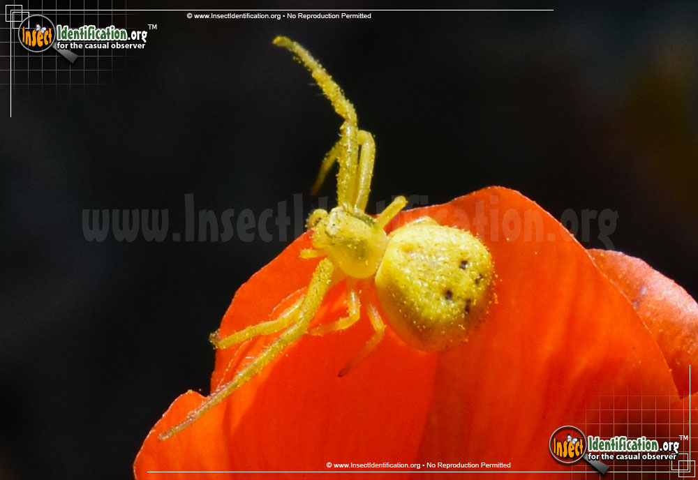 Crab Spider