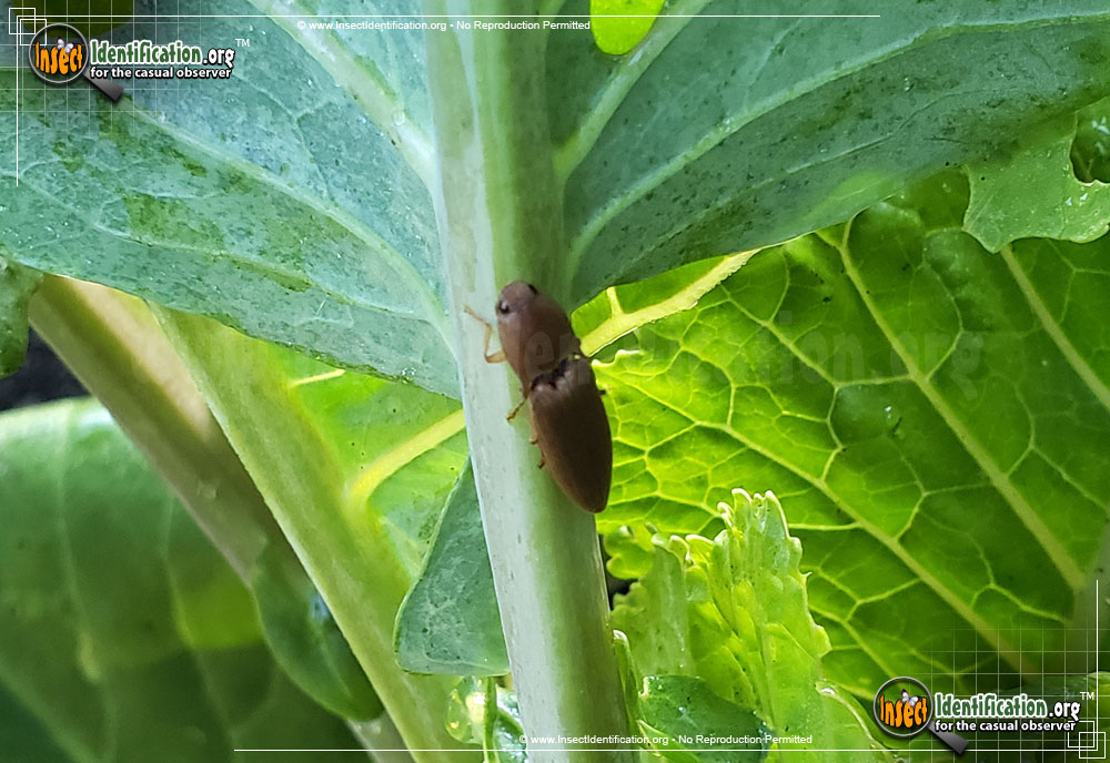 Dark Brown Click Beetle