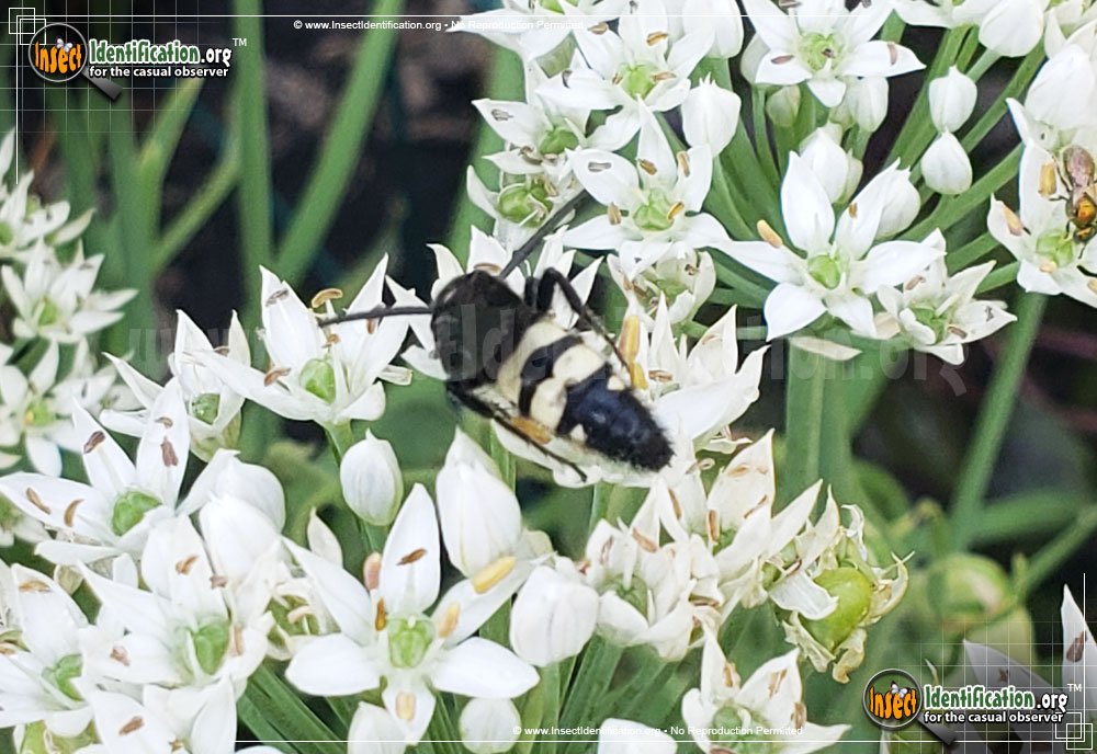 Double-banded Scoliid Wasp