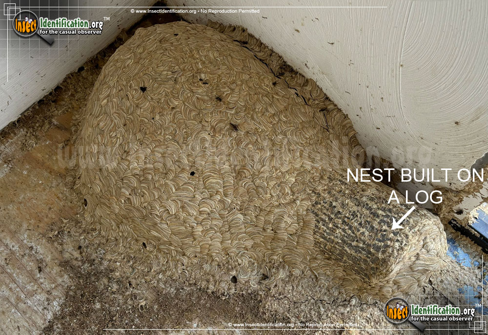 Eastern Yellow Jacket Identification Guide Yellowjacket Identification