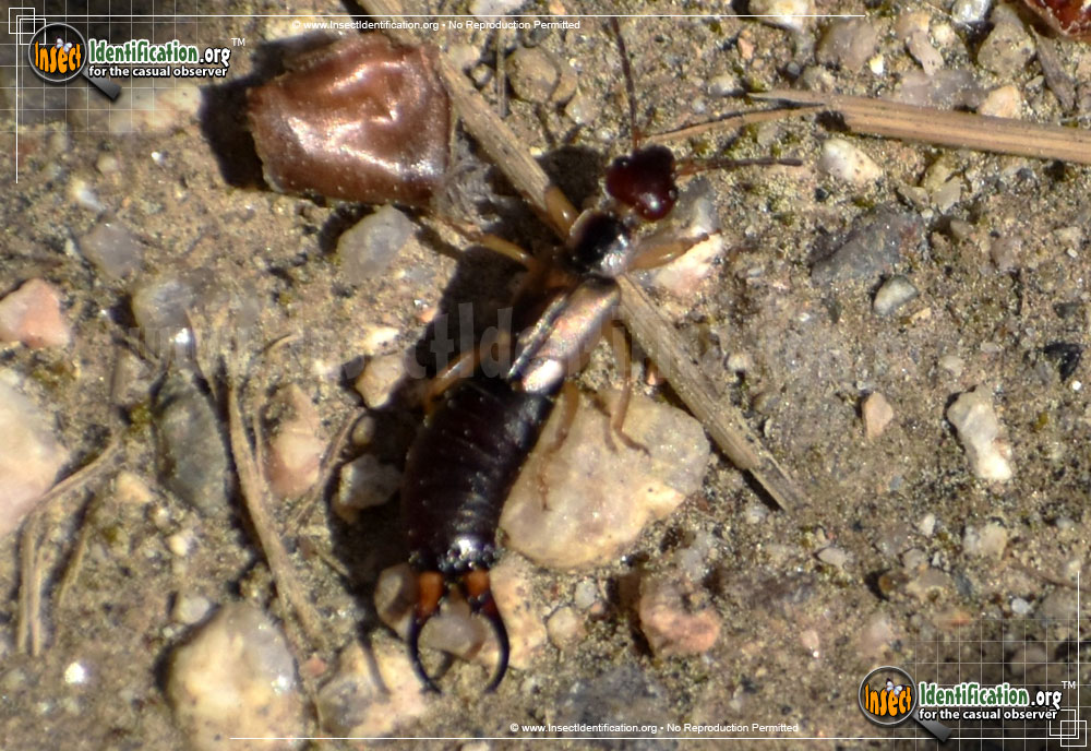 European Earwig