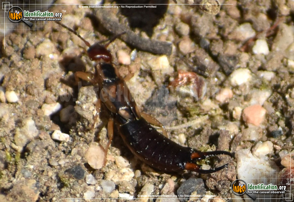 European Earwig