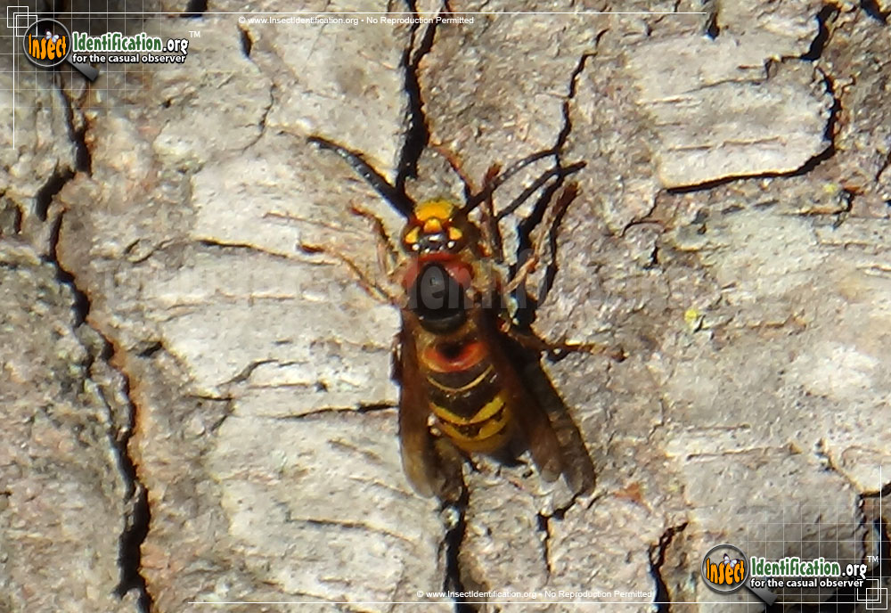 European Hornet