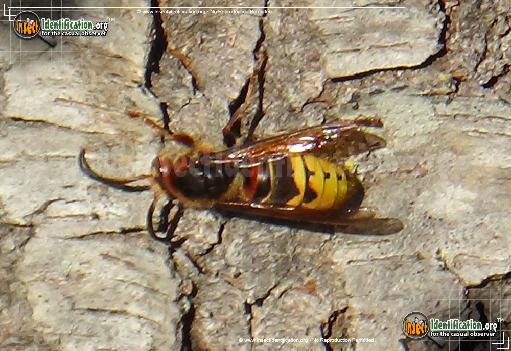 European Hornet