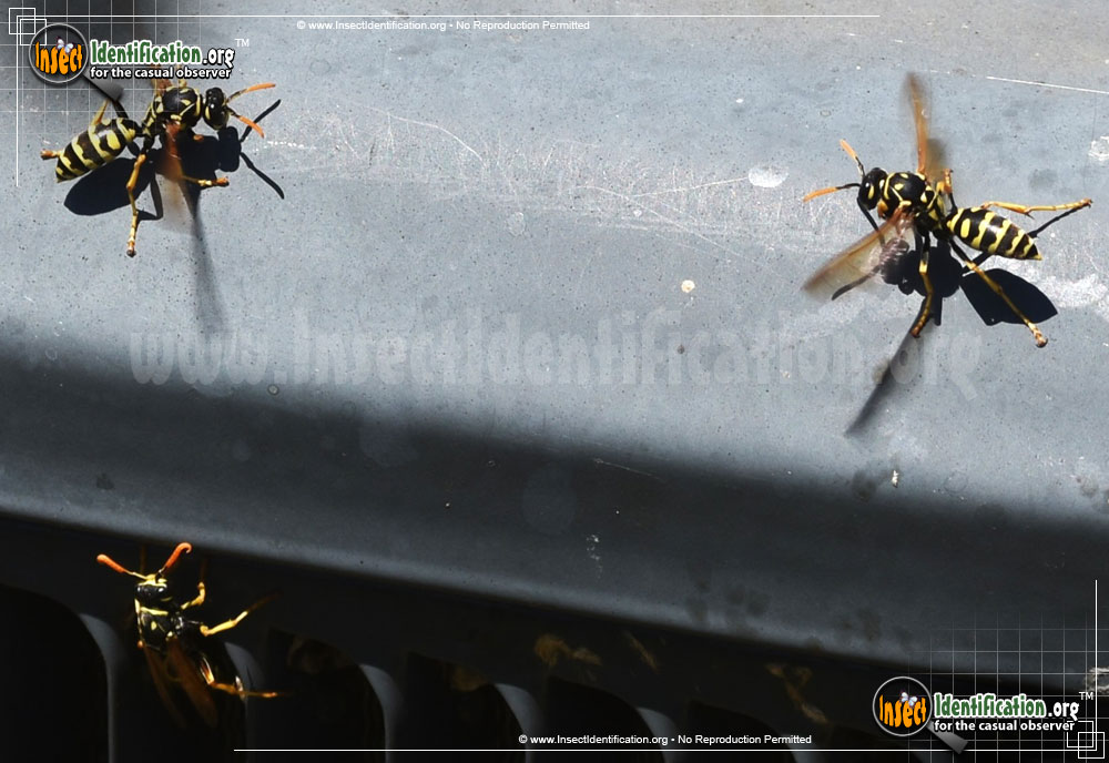 How To Get Rid Of European Paper Wasps Control Facts Etc Bee And Wasp