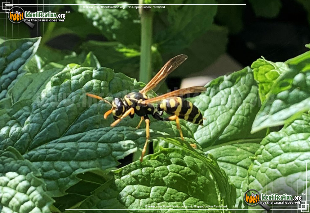 How To Get Rid Of European Paper Wasps Control Facts Etc Bee And Wasp