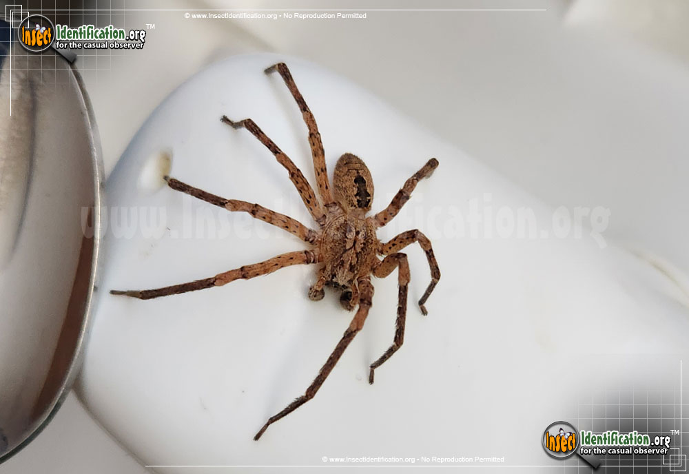 False Wolf Spider